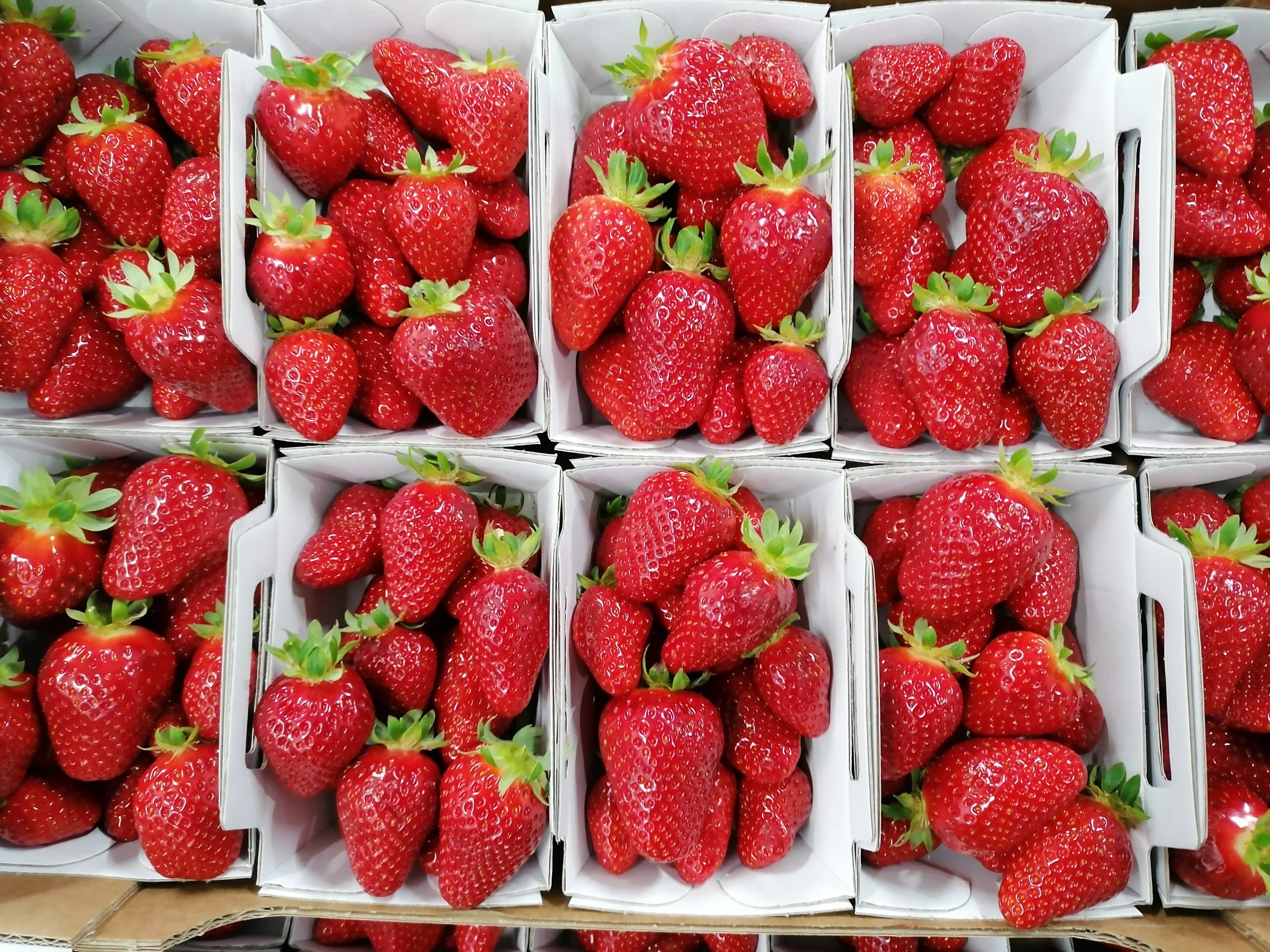 Grossiste fruits et légumes sur Nantes et sa région - Atlantic Primeurs